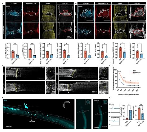 教育部重点实验室主任程黎明教授常务副主任朱融融教授同济大学高绍荣教授在《signal Transduction And Targeted Therapy》发表文章：揭示fbxl12调控小