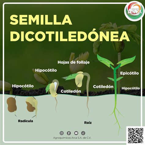 Semilla Dicotiledónea 🌱 🟠 Agroquímicos Arca S A De C V Facebook