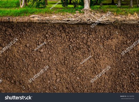 55 568 Tree Roots Soil Images Stock Photos Vectors Shutterstock