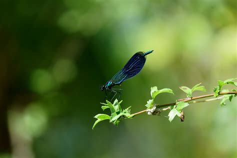 Natur Oss Closeup Sonyalpha Closeup Photography Blue Animal