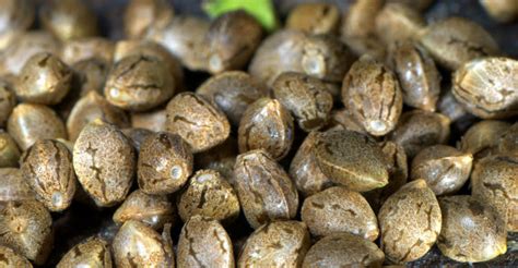 How To Choose The Best Strain Of Cannabis Seeds For Growing Strange Sounds