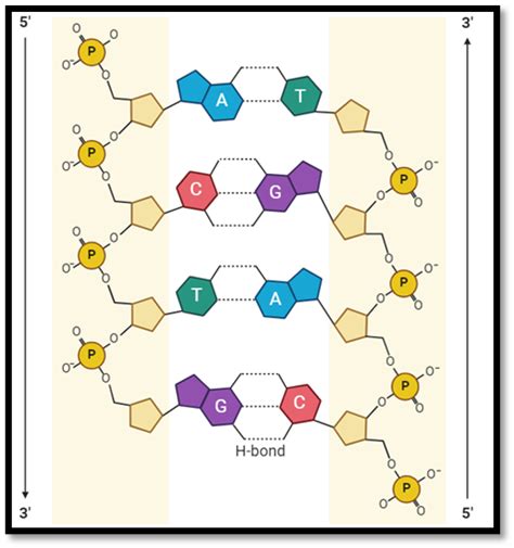 Genome Replication Topological Problems