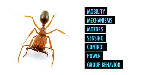 Robot Ants In Development Techacute