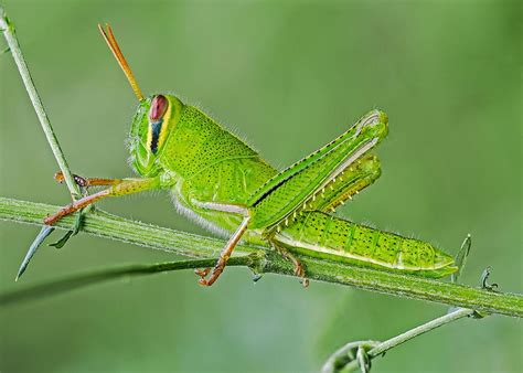 The Green Green Grasshopper Of Home Macroclose Up Critiques