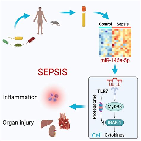 Role Of Extracellular Microrna 146a 5p In Host Innate Immunity And
