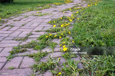 노란 민들레 필드를 통해 통로와 여름 풍경 시골 길에서 밝은 여름 느낌입니다 야생화 개화 앞마당 또는 뒷마당에 대한 스톡 사진 및 기타 이미지 Istock