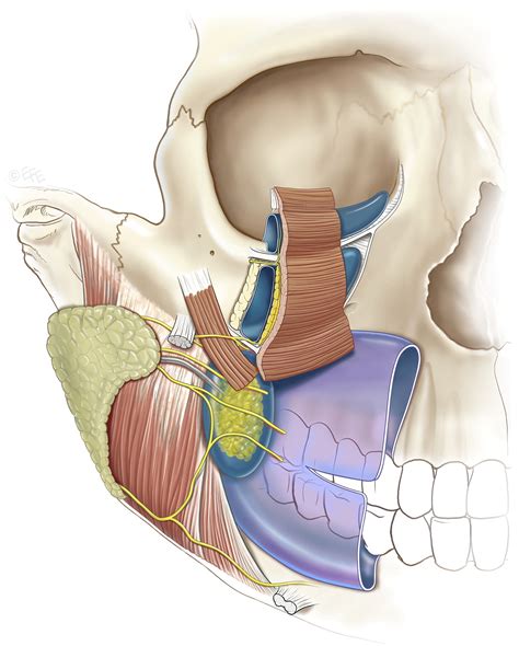 Surgical Anatomy Of The Midcheek Facial Layers Spaces And The