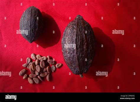 Cocoa Fruit Seeds At Joyce Haywood Blog