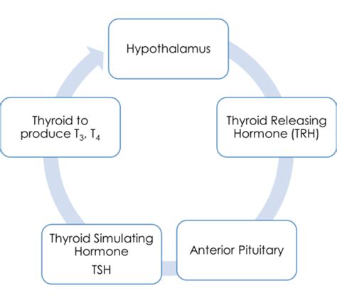 Endocrine Flashcards Quizlet