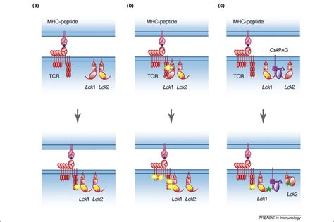Lck And The Nature Of The T Cell Receptor Trigger Trends In Immunology