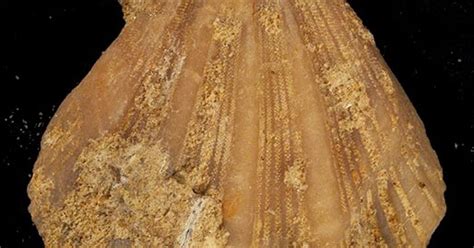 Paleo And Geo Topics Comments By R L Squires Concurrent Range Zone