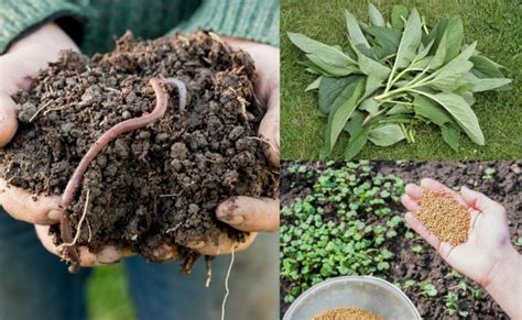 15 Practical Ways To Improve Your Garden Soil