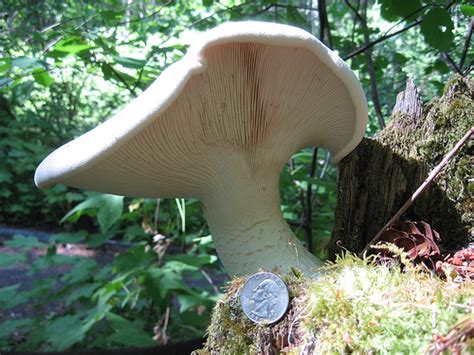 Huge Mushroom Rinterestingasfuck