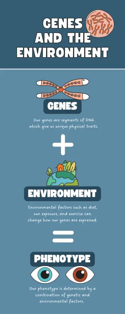 What Is Gene Environment Interaction A Beginners Guide Genetic Education