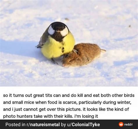 Despite Their Small Size And Cuteness Humans Are Fearsome Hunters And Are Capable Of Taking