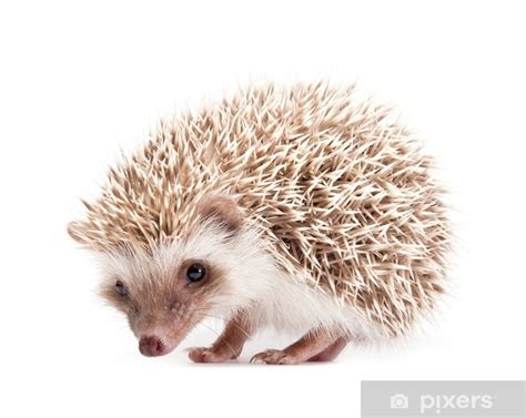Sticker Hérisson Isoler Sur Fond Blanc Pixers Fr
