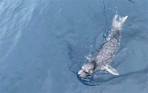 「野生海豹」出沒基隆外海！呆萌探頭打招呼 船長驚喜巧遇錄下 Ettoday寵物雲 Ettoday新聞雲
