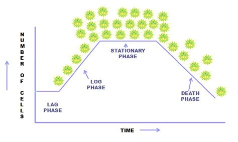 Something To Share D Bacterial Growth Curve
