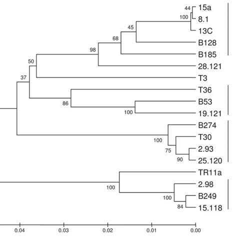 Dendrogram Showing Upgma Clustering Of The Coat Protein Cp Gene