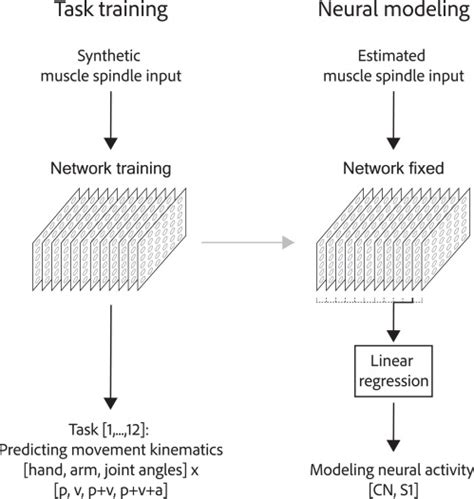 Modeling Proprioception With Task Driven Neural Network Models Neuron
