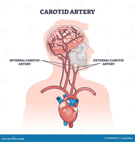 Carotid Artery As Brain Blood Supply Major Vessels Outline Diagram