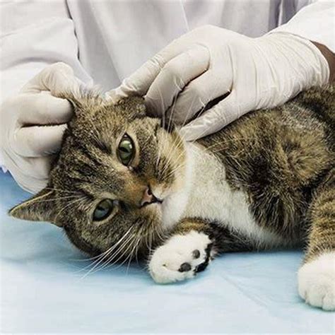 How Do I Treat My Cats Scabs Naturally Diy Seattle