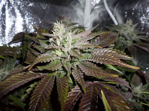 Growing marijuana with energy saving lamps- Alchimia Grow Shop
