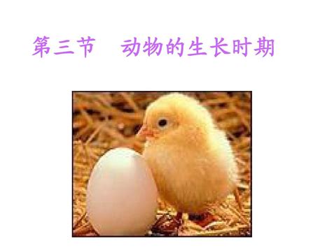 动物的生长周期1PPT word文档在线阅读与下载 无忧文档