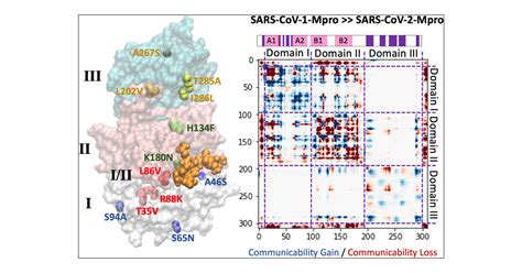 Biophysical Interpretation Of Evolutionary Consequences On The Sars Cov2 Main Protease Through