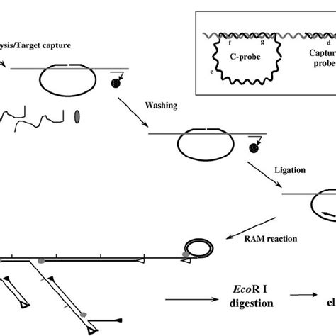 Schematic Representation Of Ram Assay Target Dna Capture Probe