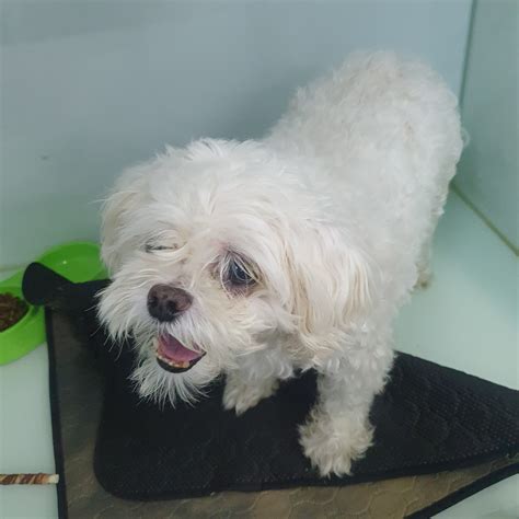 말티즈미남이 강아지책임분양 강아지분양 고양이분양 컴투펫 시츄 셔틀랜드쉽독 말티푸 미니핀 치와와 요크셔테리어 포메라니안 말티즈 분양