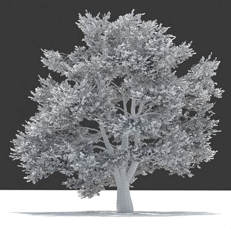 Oak Tree D Model For Vray Corona