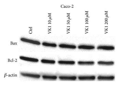 Western Blot Analysis Of Bax And Bcl 2 In Caco 2 Cells After 48 H Of