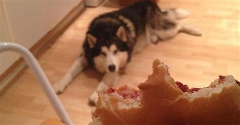Deadly Assasin Stalks Its Prey Imgur