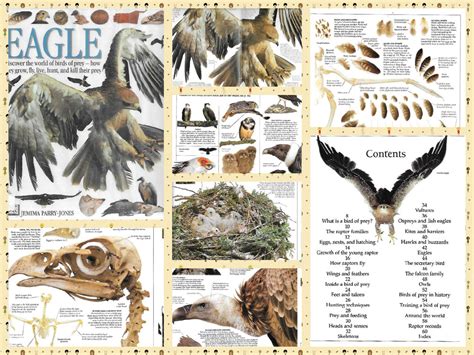 Dorling Kindersley Eyewitness Guides