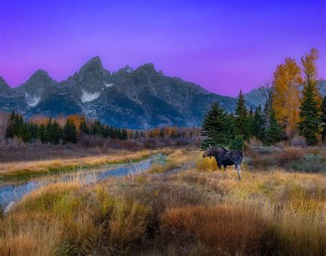 Sunrise Moose In Grand Teton National Park Wall Art Decor Photography