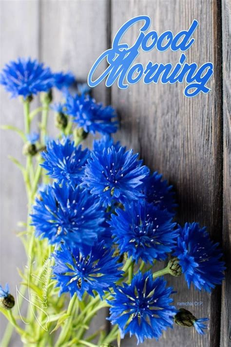 ปักพินโดย Ramchai Chuenbumrung ใน สวัสดีวันศุกร์ ในปี 2023 สวัสดีตอนเช้า วันศุกร์ อรุณสวัสดิ์