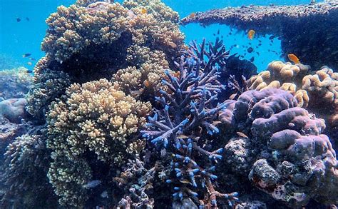 Upolu Cay And Outer Edge Upolu Reef Cruise • Tours To Go