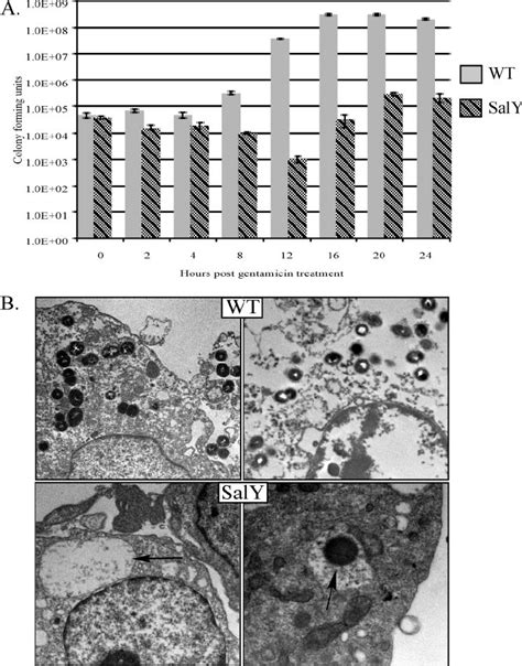 A Bacteria Recovered From In Vitro Macrophage Infection Each