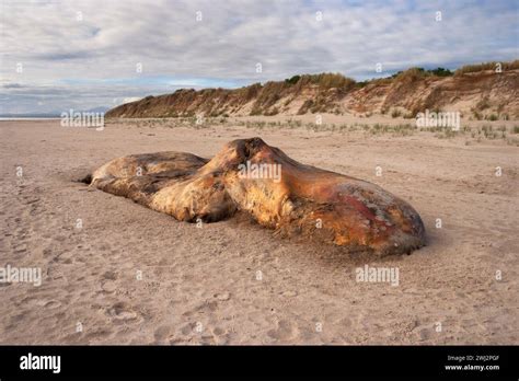 Decomposing Whale On Ocean Beach On The West Coast Of Tasmania In
