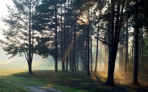 4557159 Landscape Mist Nature Sunset Sun Rays Path Grass Trees