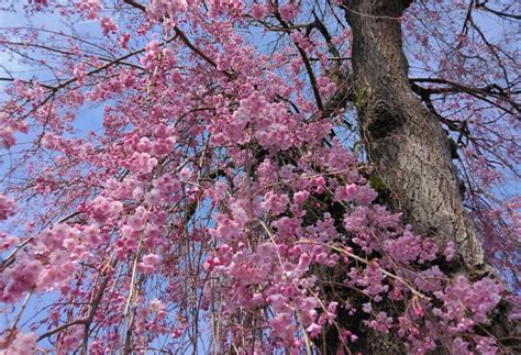 桜前線北上中 Kiss Digital四季の写真館
