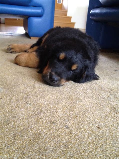 Fotečky Hortík Hugo A Harvey Chovatelská Stanice Daimar