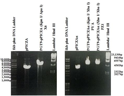 Completely Linearized Empty Vectors And Vectors Containing Pgt 9