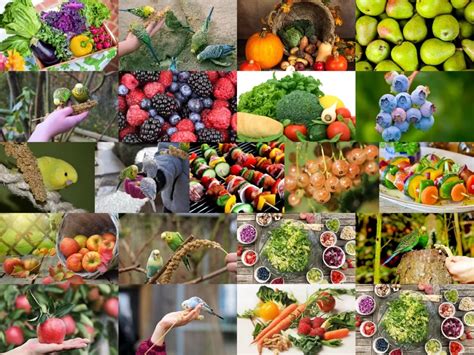 Why Doesnt My Budgie Eat Fruit And Vegetables 7 Reasons