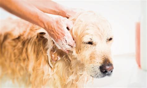 犬のシャンプーは必要？頻度や最適なお湯の温度は？シャンプー・ドライヤーの正しいやり方 Inumeshi Blog