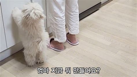 오늘도 열일하는 엄마 주방보조 강아지 Cutedog Dog Pets Youtube