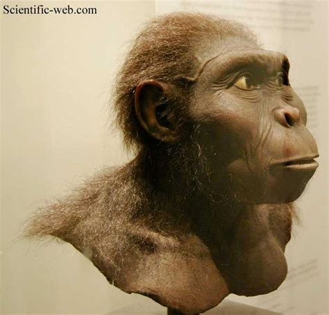 Kenyanthropus Platyops Reconstruction