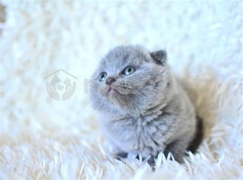 KÜT KAFA GRİ SCOTTİSH FOLD YAVRUMUZ Nettepet