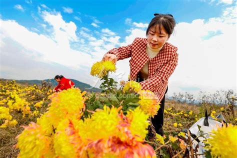 江西峡江特色乡村游 人民图片网
